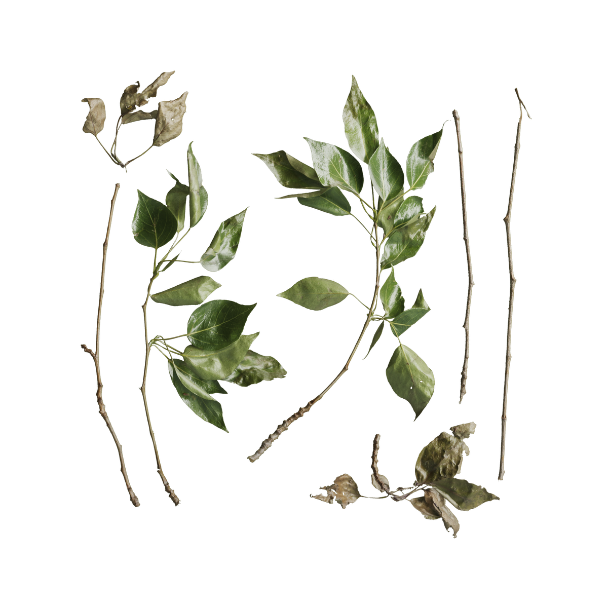 Deciduous Branches on Substance 3D Assets