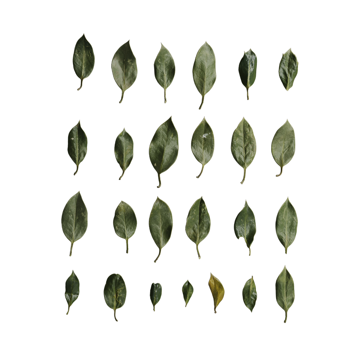 Holly Leaves Front on Substance 3D Assets