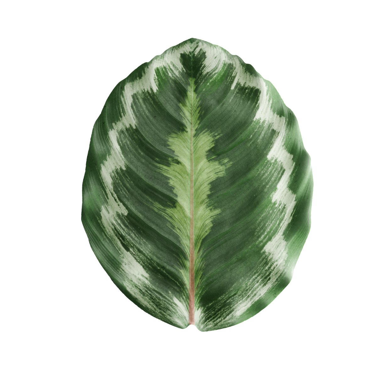 Calathea Medallion Leaf on Substance 3D Assets