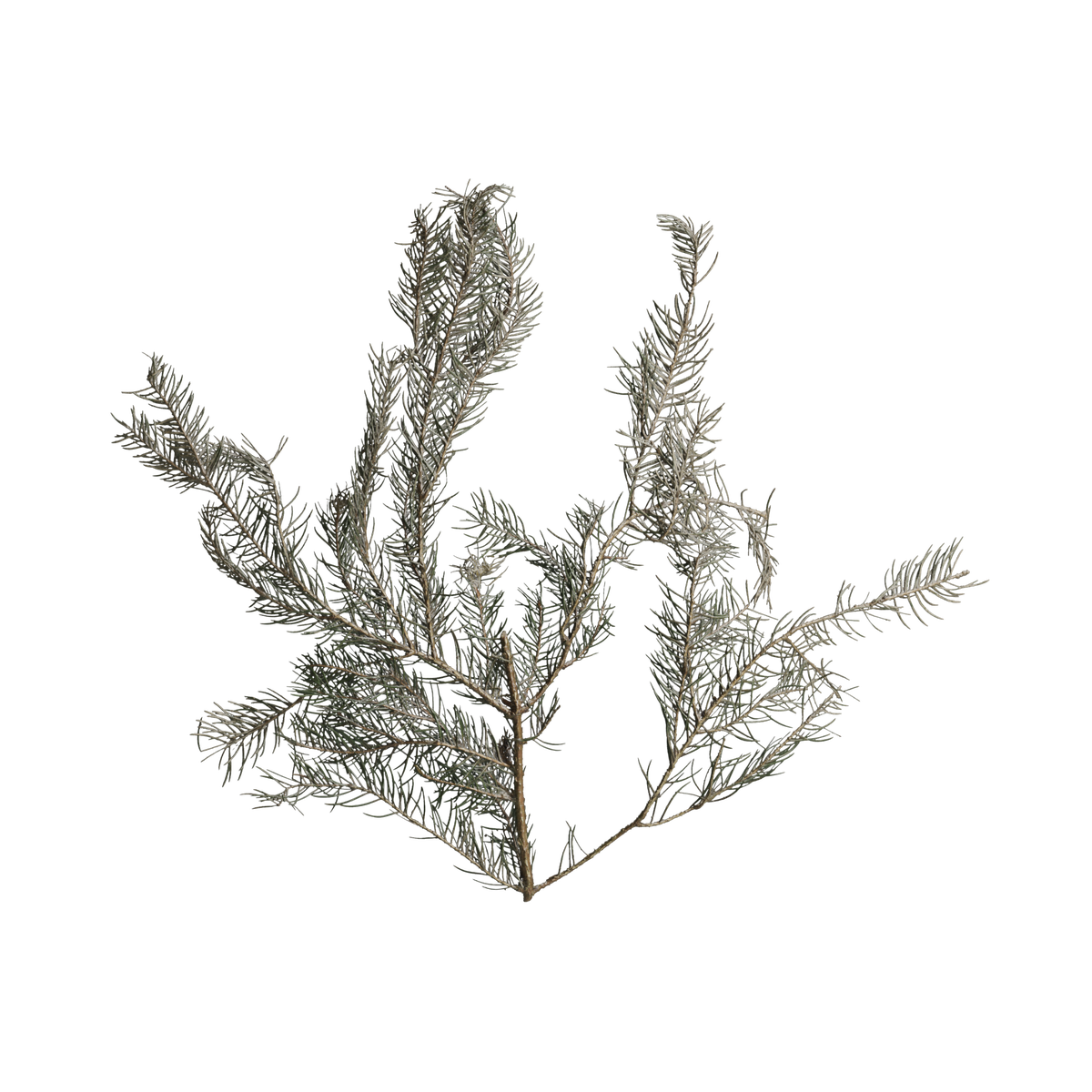 Dirty Fir Boughs 09 on Substance 3D Assets