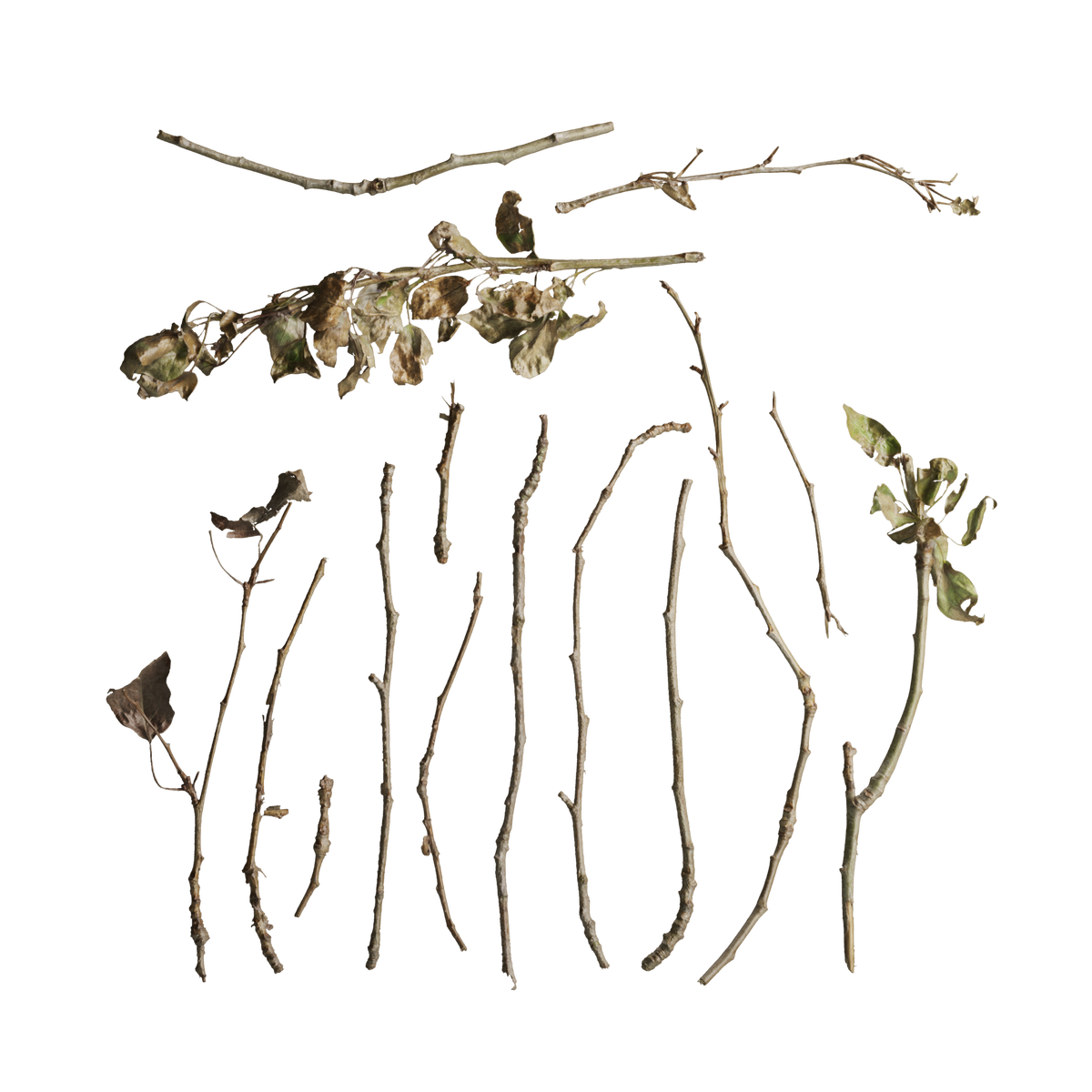 Dead Branches on Substance 3D Assets
