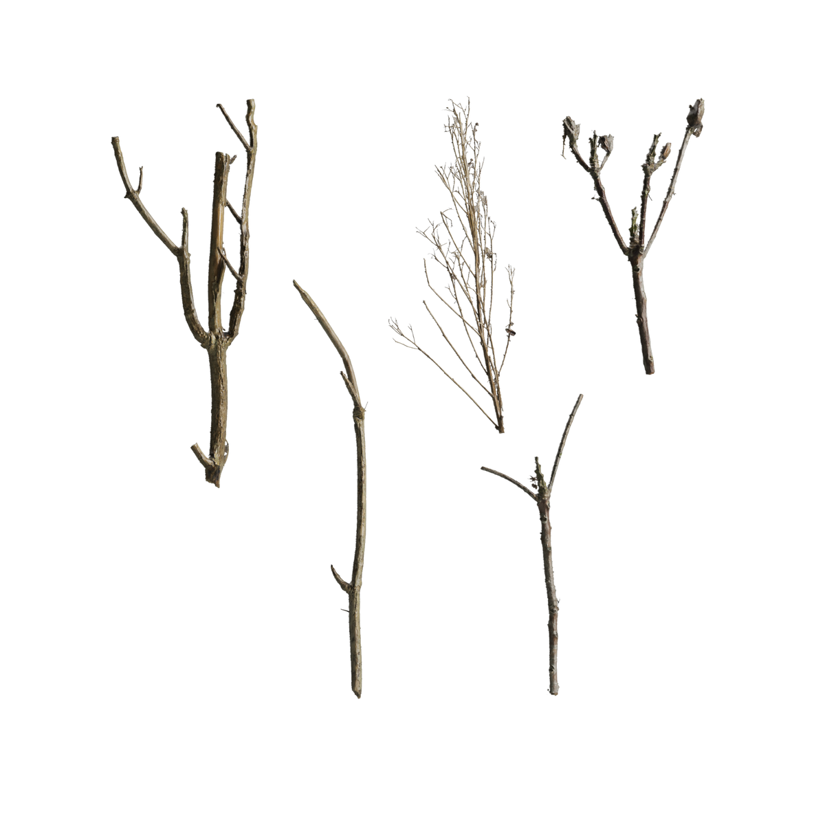 Thin Dry Twigs 01 on Substance 3D Assets