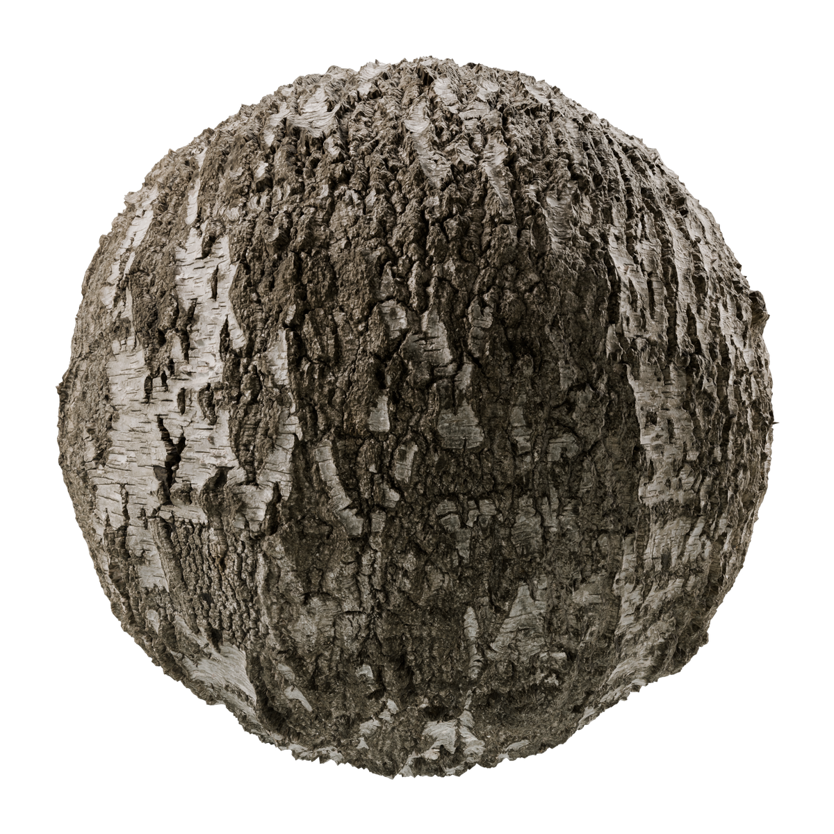 Bark Birch Tree on Substance 3D Assets
