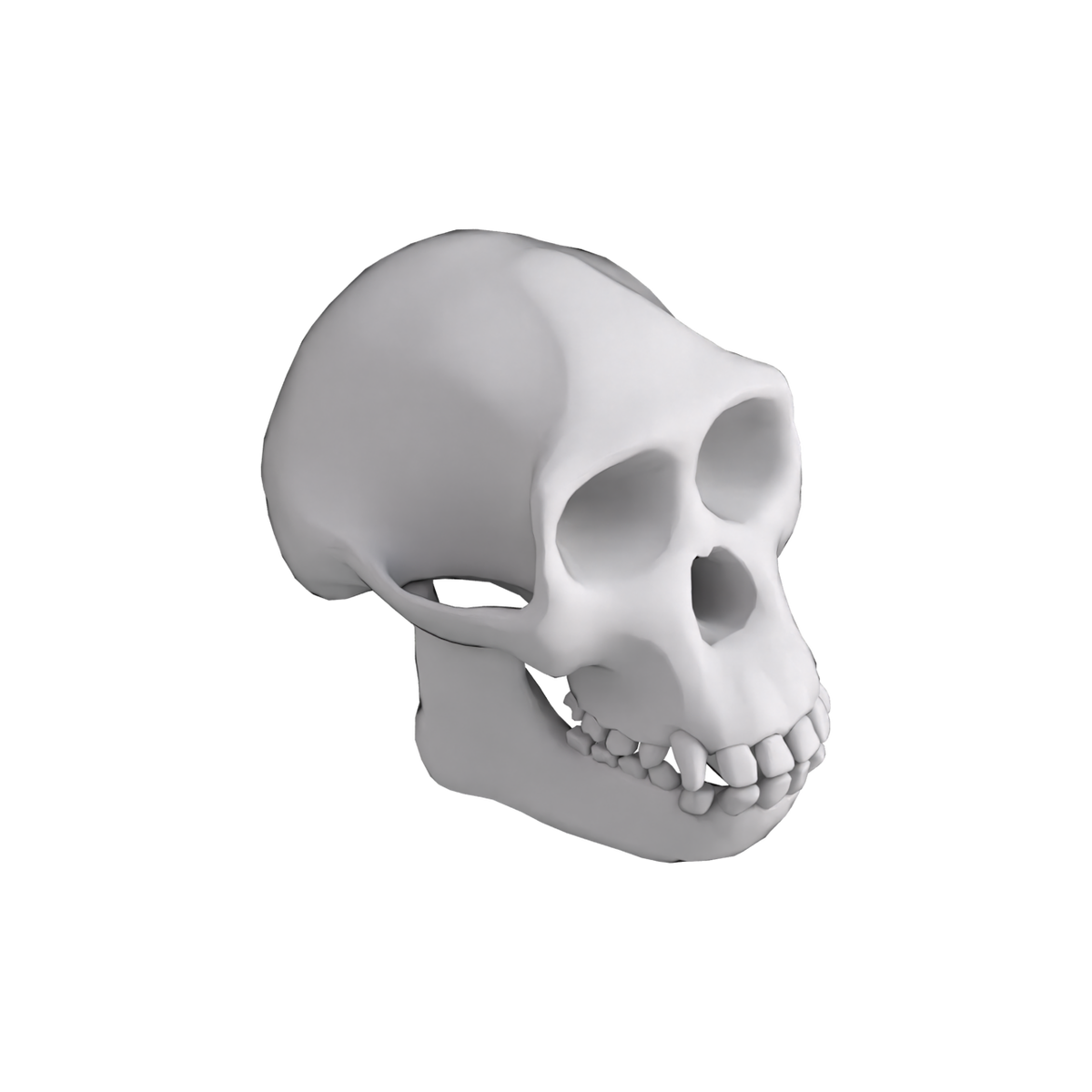 Bonobo Skull on Substance 3D Assets