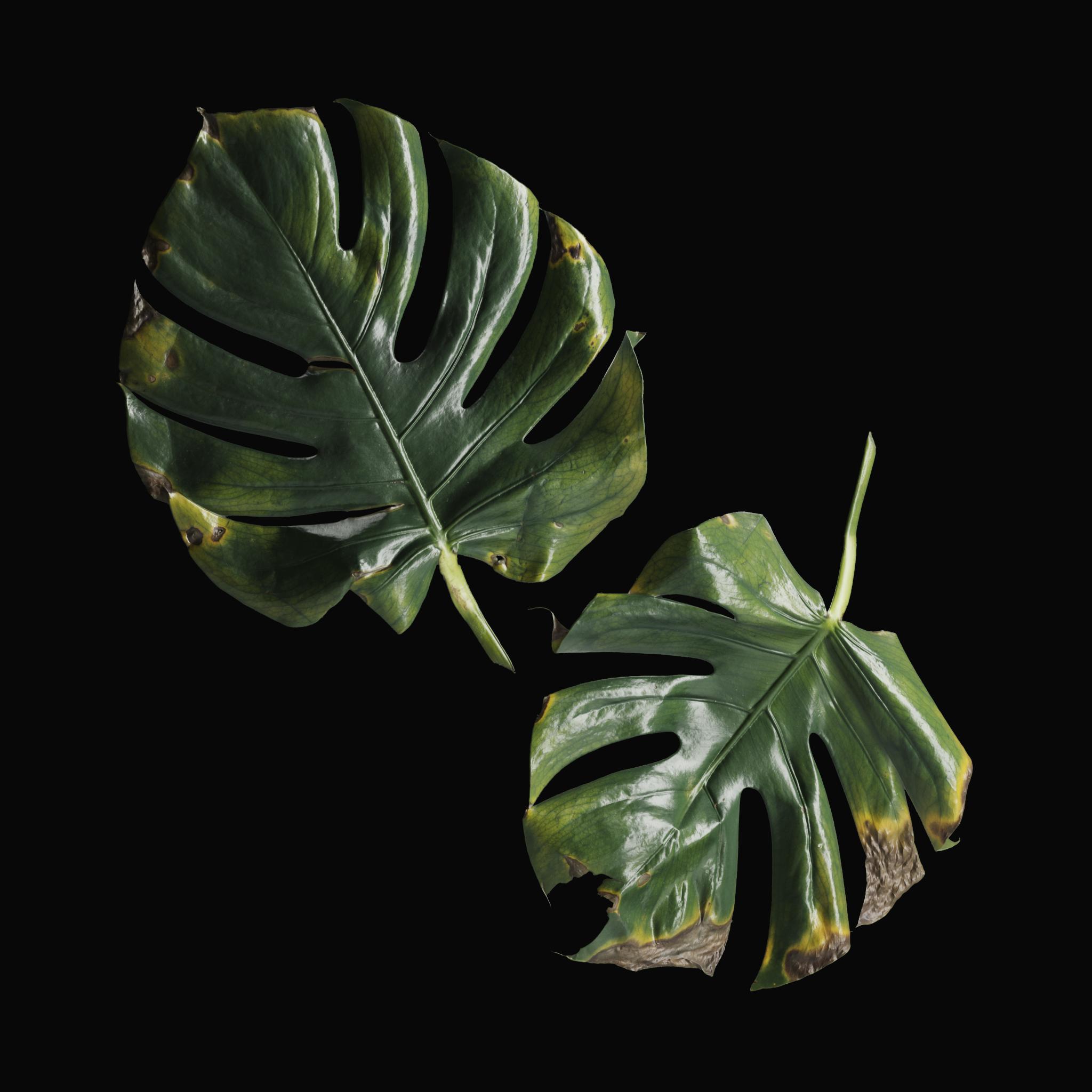 Tarovine Leaves Front Side on Substance 3D Assets