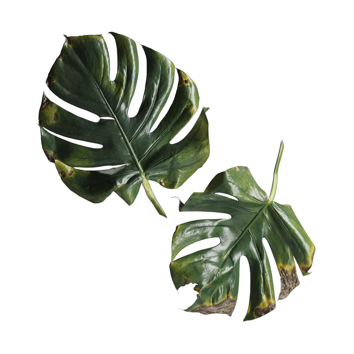 Tarovine Leaves Front Side on Substance 3D Assets