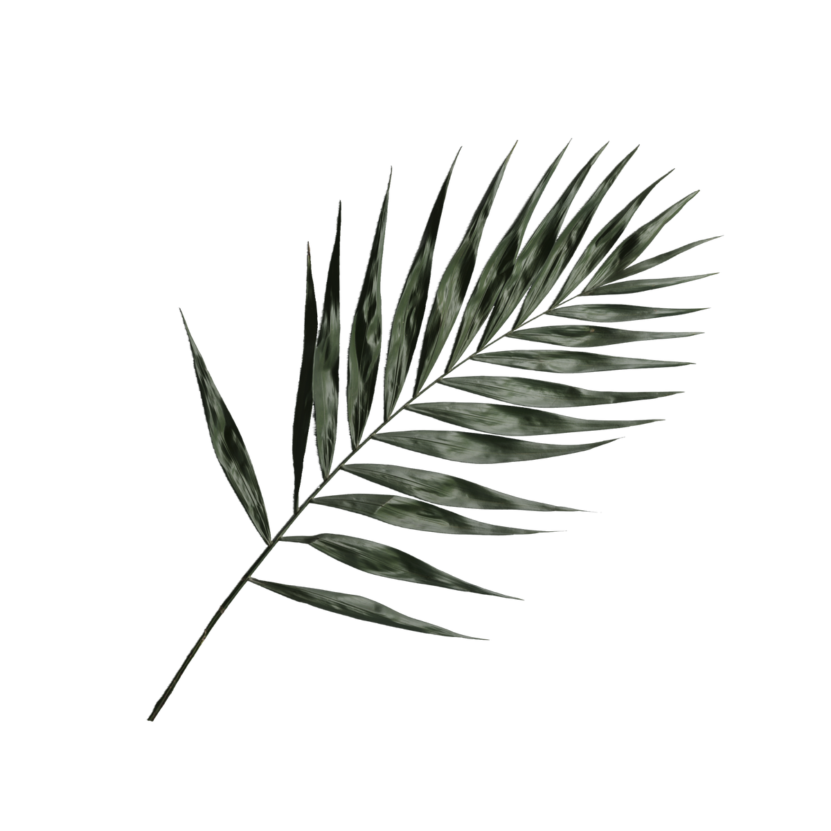 Chico Palm Front on Substance 3D Assets