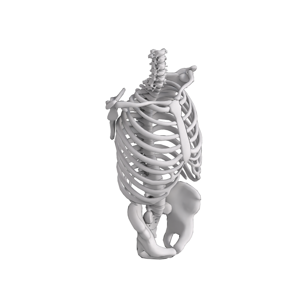 Skeleton Torso on Substance 3D Assets