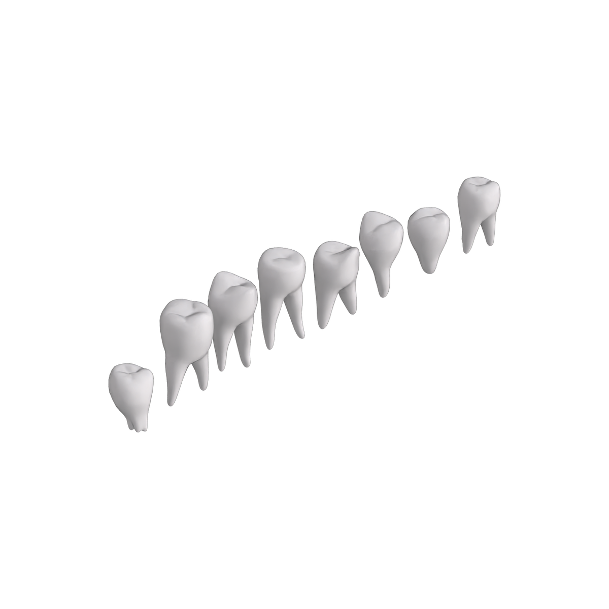 Human Teeth 01 on Substance 3D Assets
