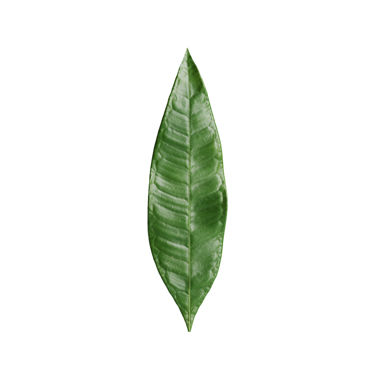 Pachira Aquatica Leaf on Substance 3D Assets