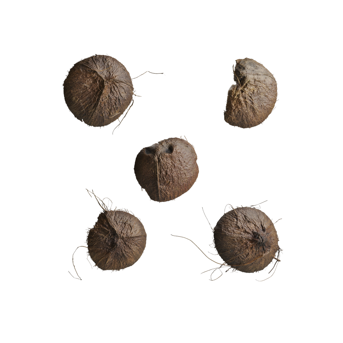 Outer Coconut Shell Broken Pieces 03 on Substance 3D Assets