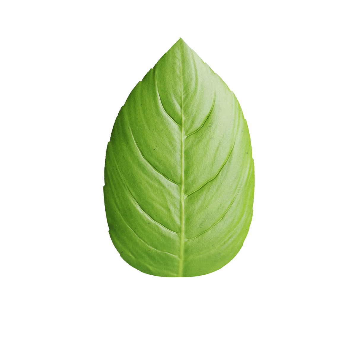 Basil Leaf on Substance 3D Assets