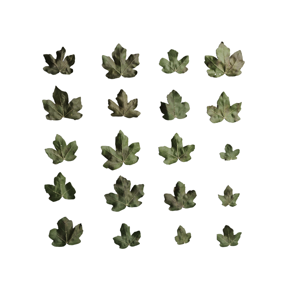 Field Maple Fresh Branch 01 on Substance 3D Assets