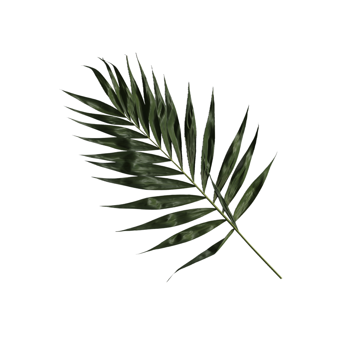 Chico Palm Dry V02 on Substance 3D Assets