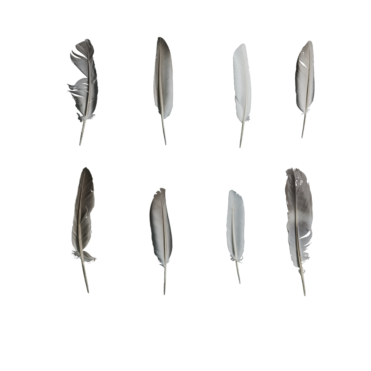 Random Dirty Feathers on Substance 3D Assets