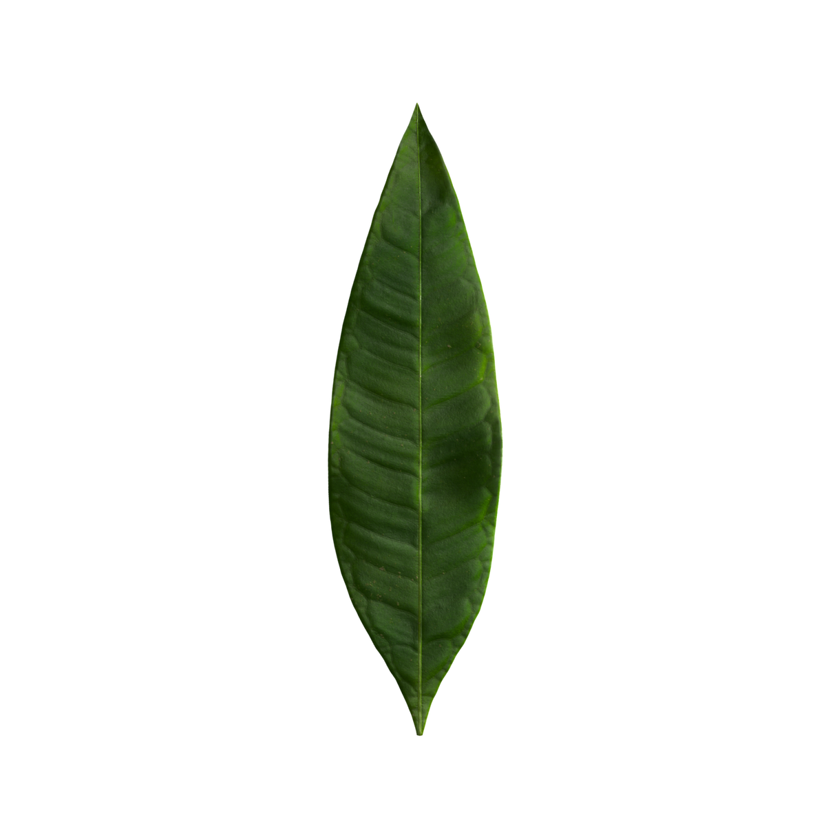 Pachira Aquatica Leaf on Substance 3D Assets