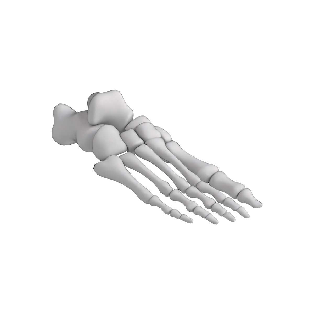 Human Foot Bones 01 on Substance 3D Assets